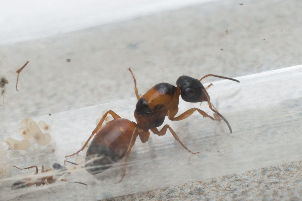 (Strobe Ant)Opisthopsis Rufithorax (First Generation) – Aussie Antman
