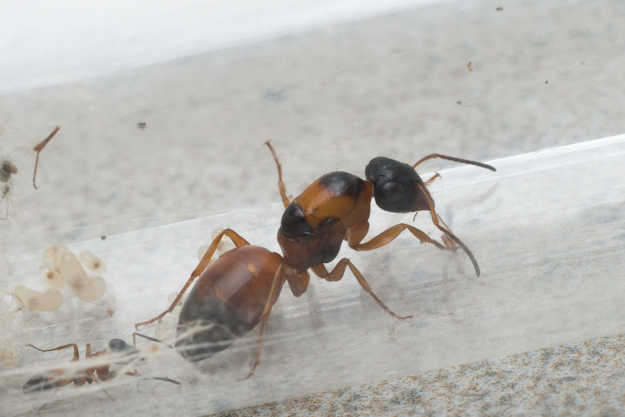 (Strobe Ant)Opisthopsis Rufithorax (First Generation) – Aussie Antman