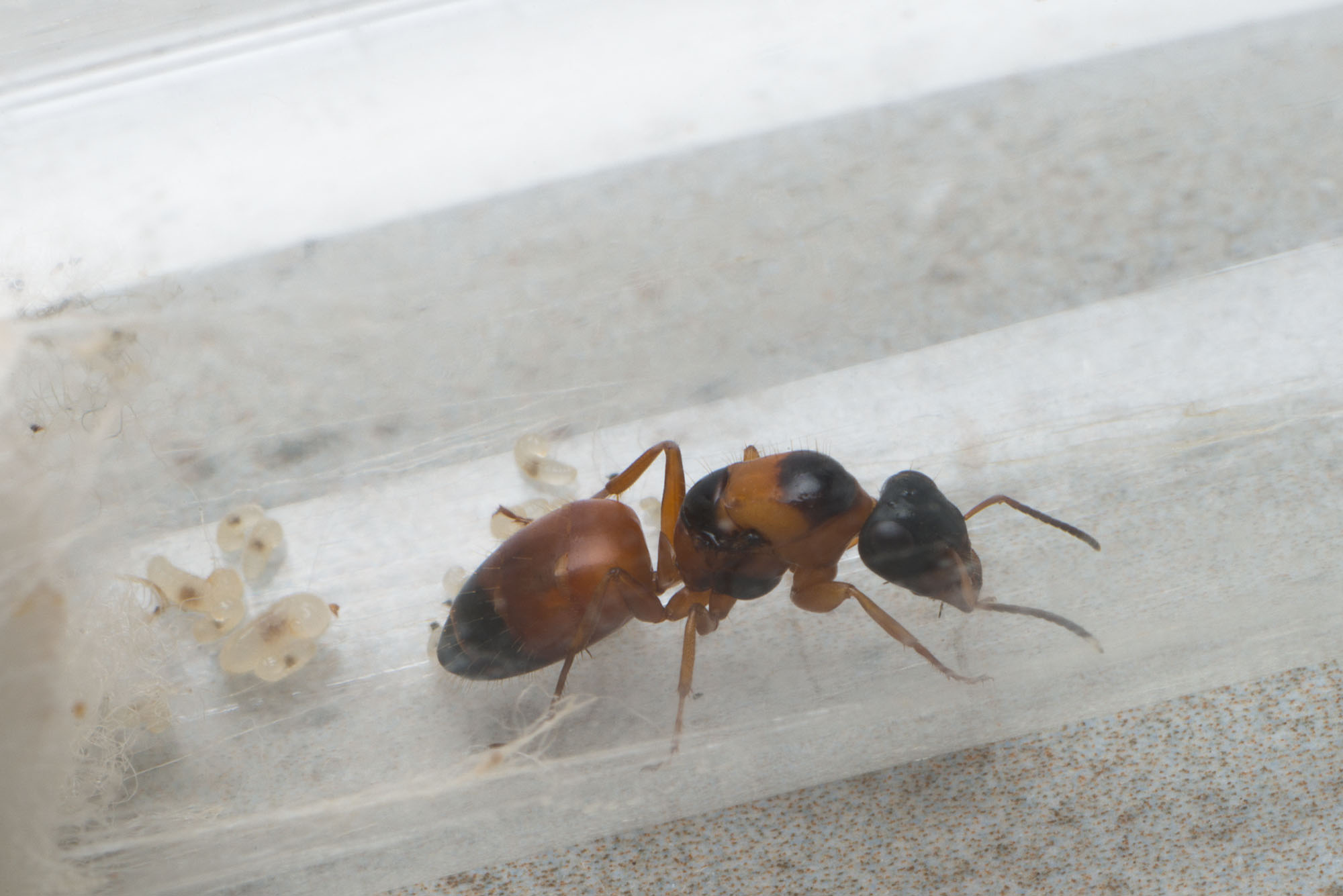 (Strobe Ant)Opisthopsis Rufithorax (First Generation) – Aussie Antman
